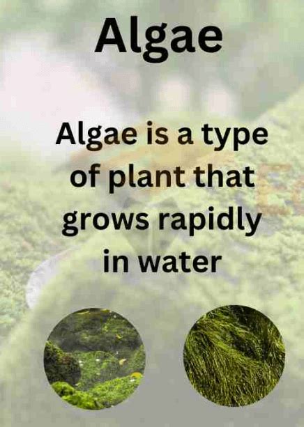 Algae And Bryophytes Definition Differences And Similarities