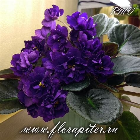 ЕК-Черная Жемчужина - FloraPiter.Ru коллекционные ФИАЛКИ из Санкт ...