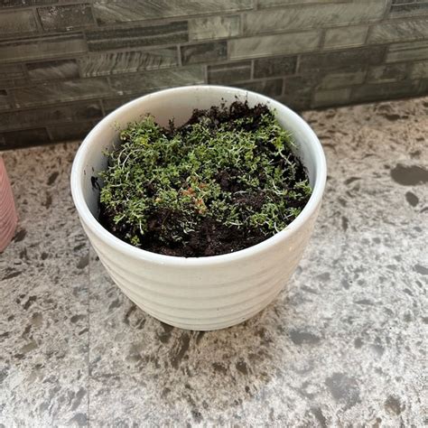 Pink Thyme Live Plant Quad Etsy