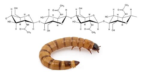 ¿qué Es La Quitina Propiedades Y Aplicaciones Comebichos