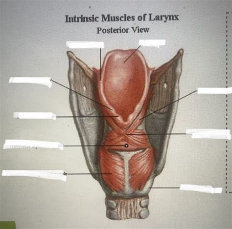 Anatomy And Physiology Test 2 Intrinsic Muscles Of Larynx Posterior View