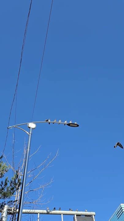 겨울 따뜻한 햇빛 쬐는 신호등 위 비둘기들 Youtube