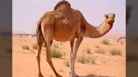 الشاعر خالد الجاسر Youtube