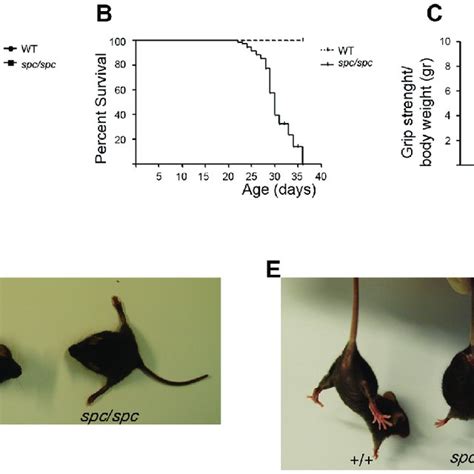 A Body Weight Curves Of Spastic Spc Spc Mice And Sex Matched Download Scientific Diagram