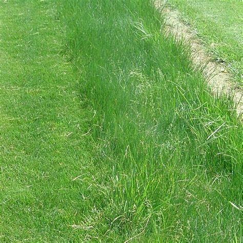 Creeping Red Fescue Grass Seeds Festuca Rubra American Meadows
