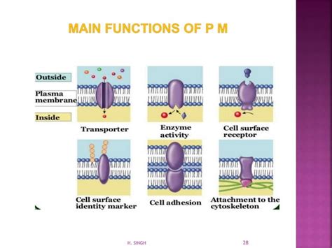Plasma Membrane Structure And Functions PDF Biological Sciences Science