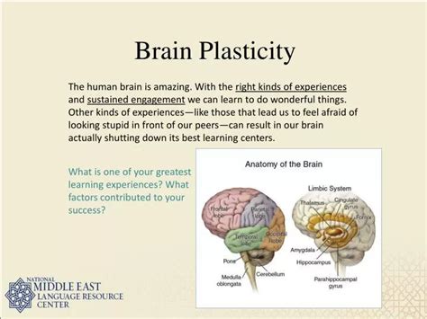 Ppt Brain Plasticity Powerpoint Presentation Free Download Id 3863394
