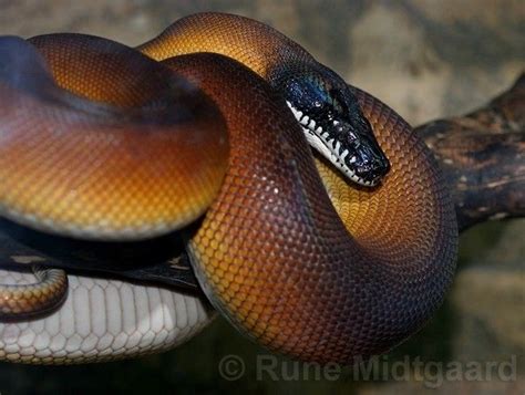 36 Best Leiopython Albertisii Images On Pinterest Reptiles White