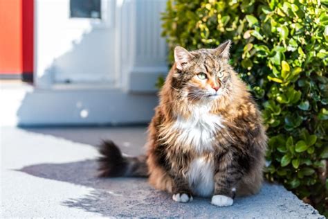 Is Your Cat Overweight Signs Symptoms And What To Do Flat Rock Vet
