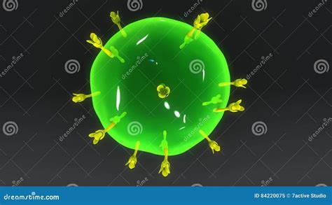 B Cell And T Helper Cells Function Vector Illustration Cartoondealer