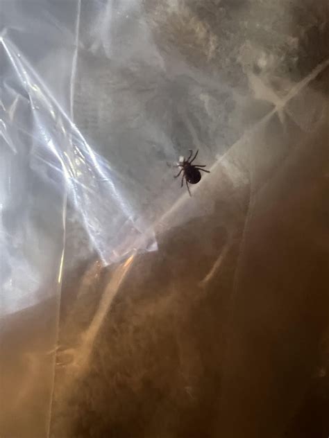 Is This A Tick And If It Is Do They All Carry Lime Rwhatsthisbug