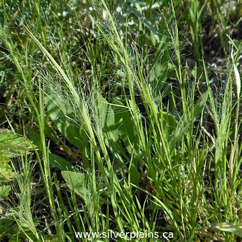 Scratch Grass Silver Plains Project