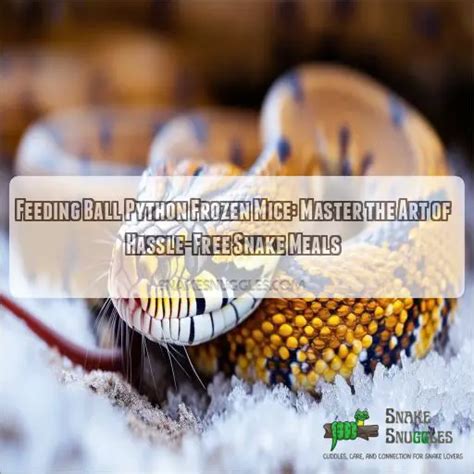 Feeding Ball Python Frozen Mice Master The Art Of Hassle Free Snake Meals
