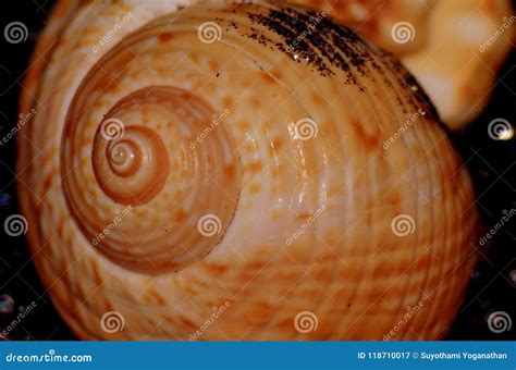 Fibonacci Spiral On A Sea Shell Stock Image Image Of Showing Mathematics 118710017