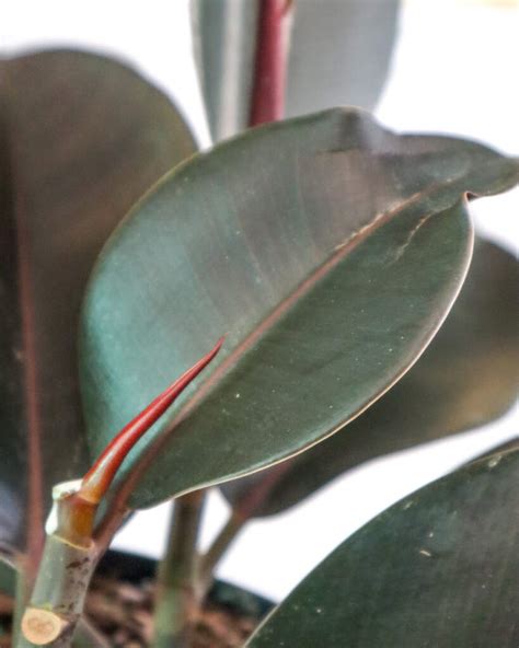 Order Ficus Elastica Burgundy Indian Rubber Plant Online