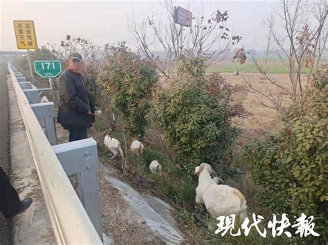 在高速公路护坡上放羊，村民称“草多人少”腾讯新闻