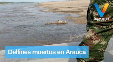 Encuentran tres delfines rosados muertos en un caño de Arauca