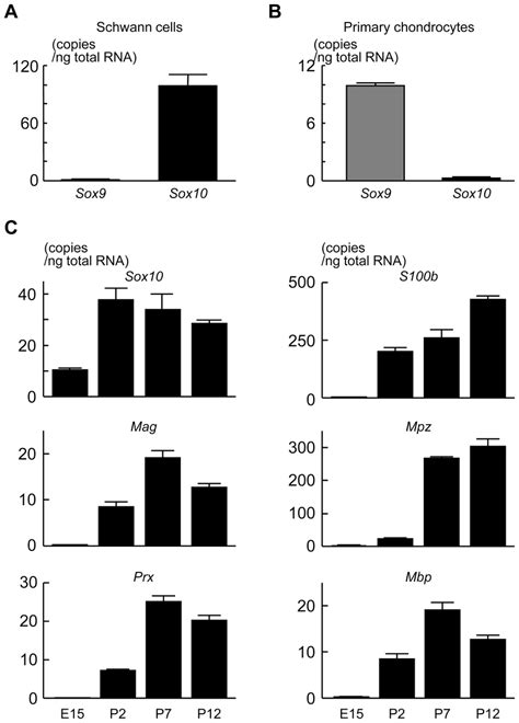 Expression Pattern Of Sox10 And Other Differentiation Markers In