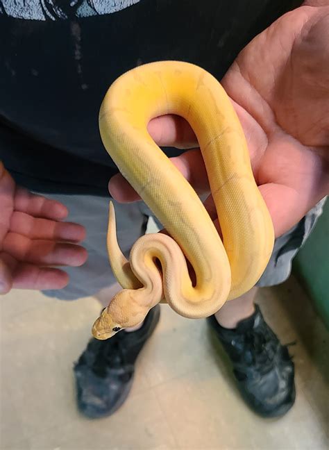 Python Regius Ball Python Banana Enchi Pinstripe 4 Male P