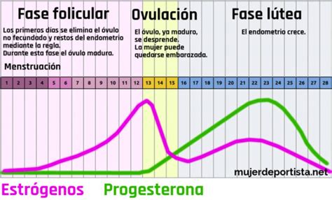 Deporte Y Ciclo Menstrual CÓmo Adaptar El Entrenamiento Al Ciclo