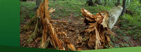 7 Common Tree Defects And How To Treat Them Kings Landscapes