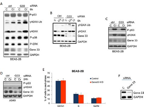 Gene 33 Depletion Elevates Crvi Induced Dna Damage But Does Not