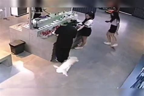 女子和狗主人闹着玩，狗子以为主人被欺负，就算腿脚不利索也得护着，网友：这狗不是白养的。