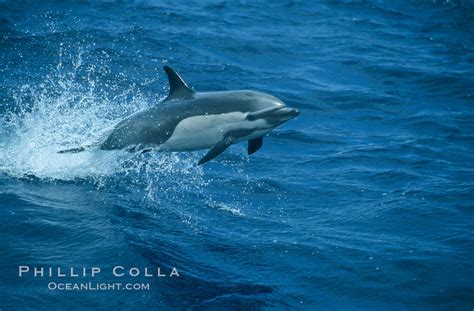 Common Dolphin Leaping Porpoising Delphinus Delphis Photo San Diego