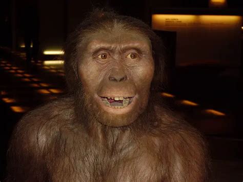 Los Aspectos Evolutivos Del Hombre A Lo Largo De La Historia Australopithecus Afarensis