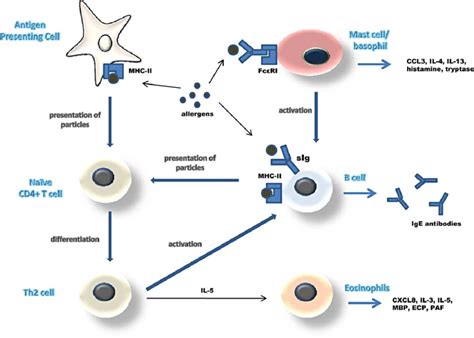 The Three Main Pathways Of Antigen Presentation And The Effector