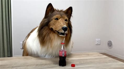 Conheça a história do homem que deseja ser um cachorro Tudo EP
