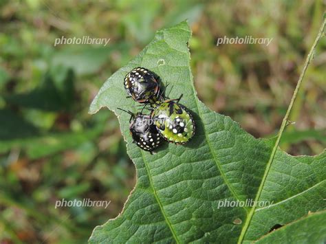 アオクサカメムシの成虫と幼虫 写真素材 1614245 フォトライブラリー photolibrary