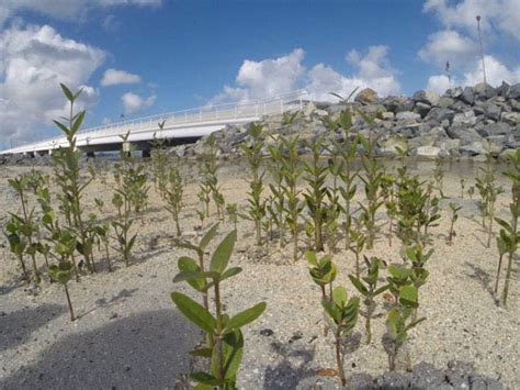 St Martin News Network Mangrove Reforestation Initiative Results In