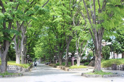 大宮の氷川神社へのアクセス方法と参道のカフェとグルメと周辺観光ご紹介 お役立ち情報館