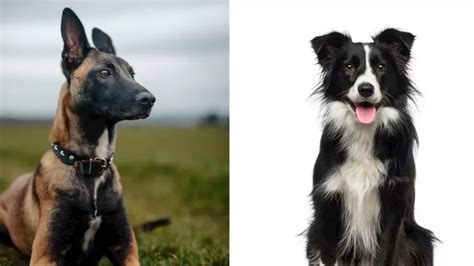 ¿cuáles Son Las Razas De Perro Más Inteligentes El Ranking Definitivo