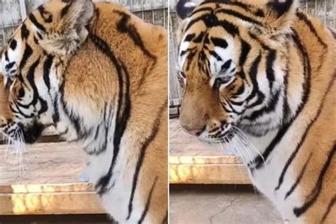 소개팅 주선해줬는데 상대방으로부터 단칼에 거절 당하자 슬픔에 잠긴 호랑이의 표정