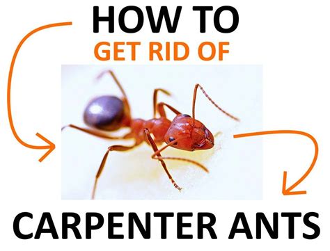 Are Carpenter Ants Attracted To Sugar
