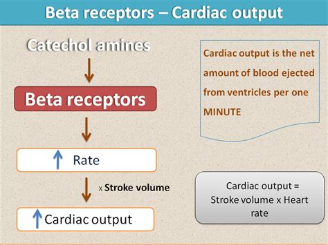 Beta Blockers A Central Role In Cardiac Disorders