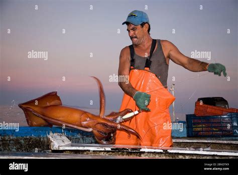 Mexican Fisherman Holds Up A Humboldt Squid Dosidicus Gigas Hand