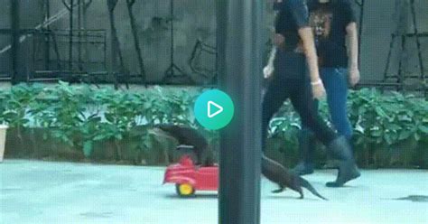 Bye Otter  On Imgur