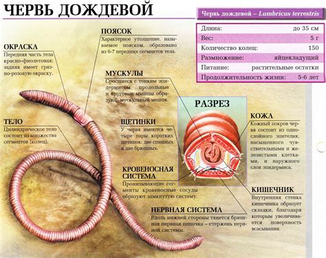 Червь дождевой Сайт о животных Pilife