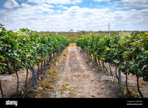 Panoramic Of An Ecuadorian Vineyard Crop Ready To Be Harvested Raw Red