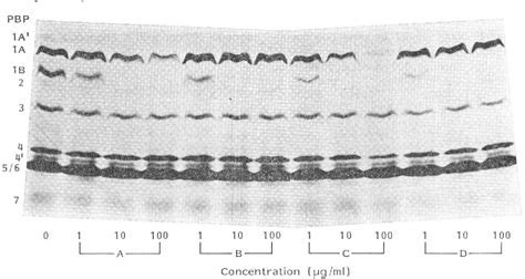 Figure 1 From Formadicins New Monocyclic Beta Lactam Antibiotics Of Bacterial Origin I