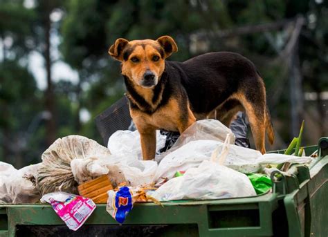 Colombia Tiene 3 Millones De Perros Y Gatos En Situación De Calle