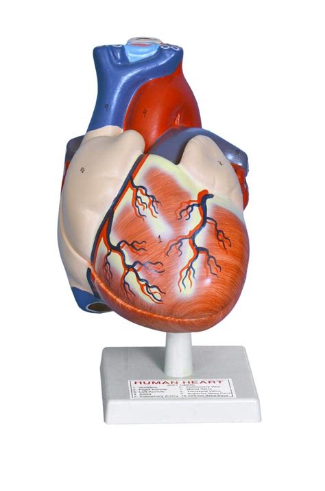 Buy Anatomical Models FactoryHeart Anatomy Model Make With HSP RASIN