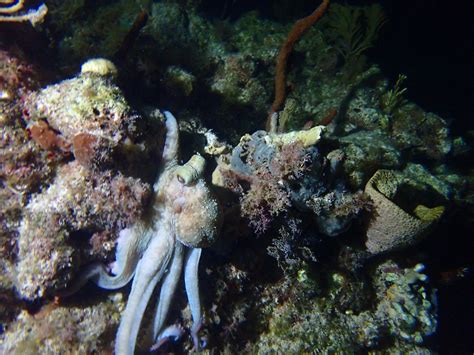 Octopus Night Dive Fish Free Photo On Pixabay Pixabay