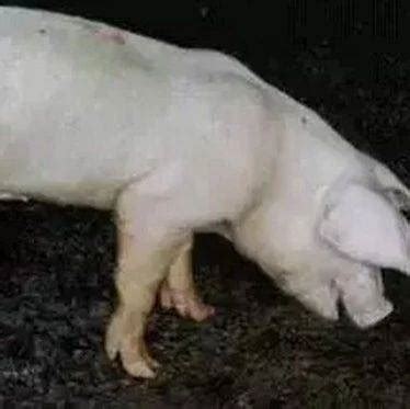 天气骤变猪场顽固性咳喘开始高发中药与抗生素搭配才完美 治疗 肺部 疾病