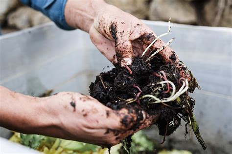 The Advantages Of Vermicomposting Vermicomposting 101 Mama Eco