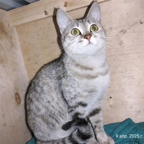 КС 4 лапы объявления Ищем дом для нежной и ласковой красавицы