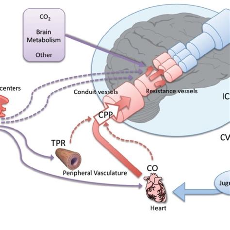 12 Schematic Overview Of Cerebral Autoregulation Cascade Download Scientific Diagram